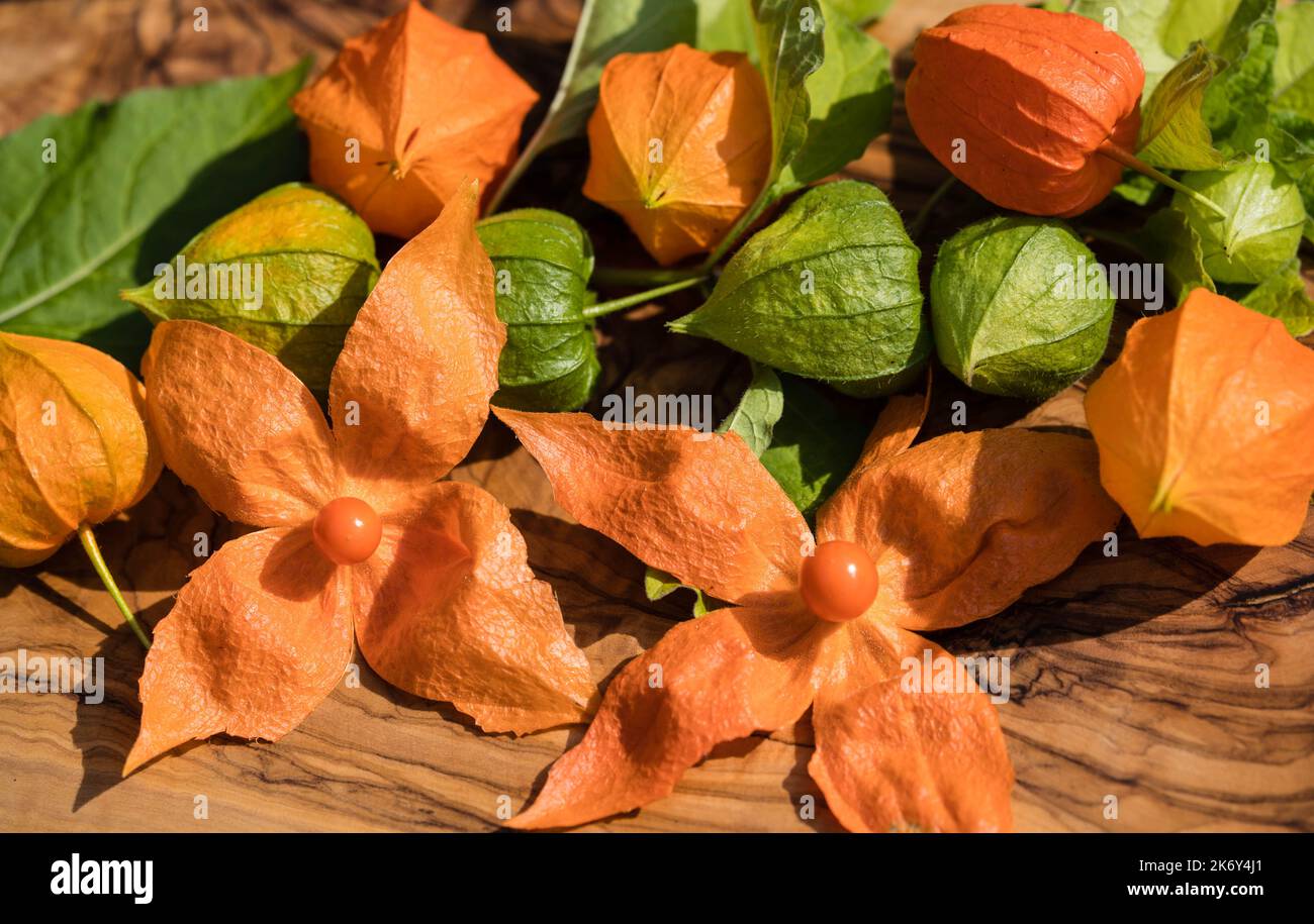 Physalis peruviana growing hi-res stock photography and images - Alamy