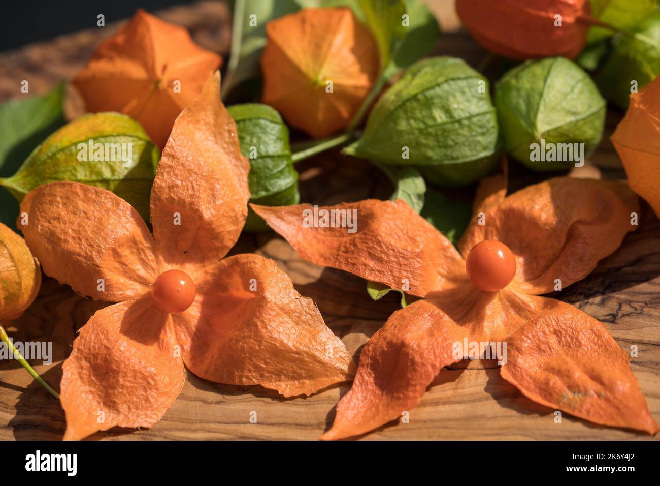 Physalis peruviana growing hi-res stock photography and images - Alamy