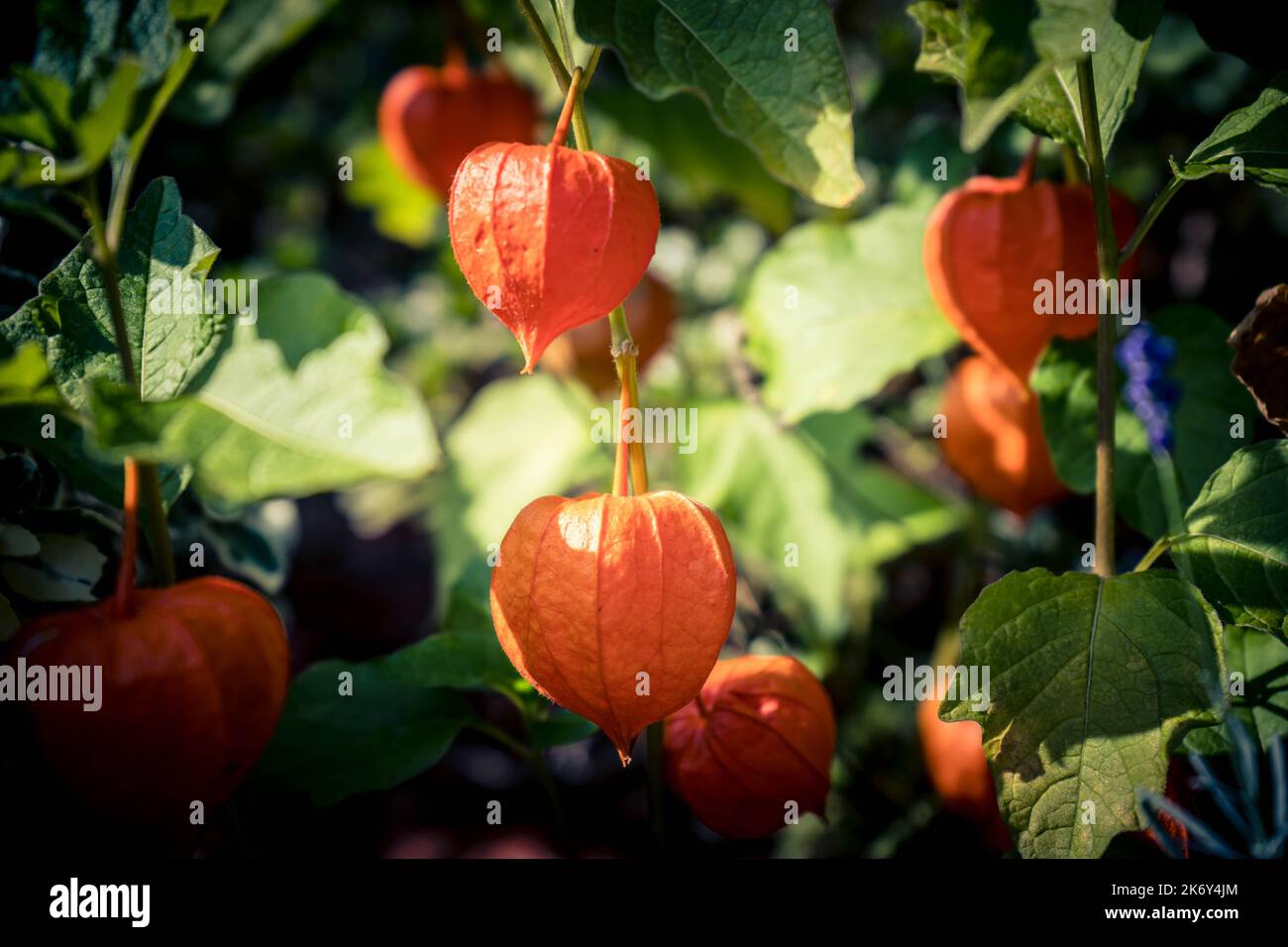 The orange fruit Physalis peruviana Stock Photo - Alamy