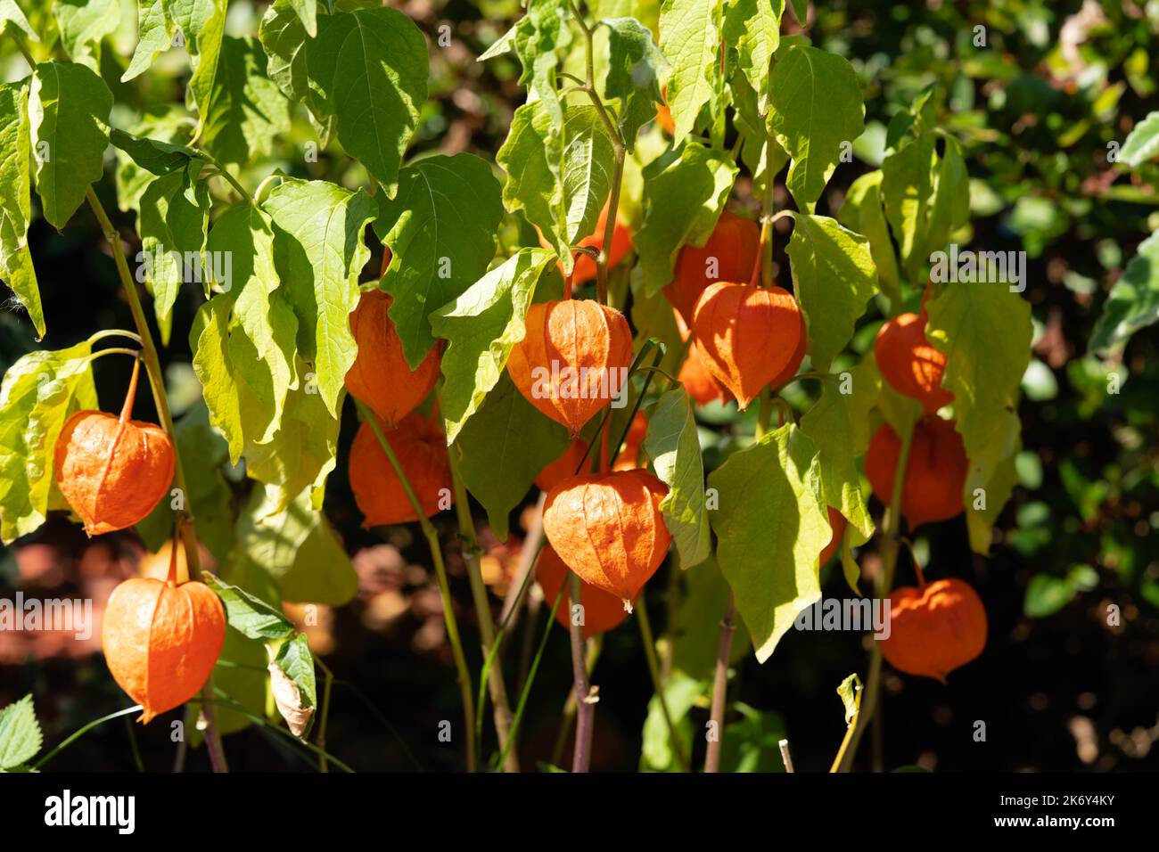 The orange fruit Physalis peruviana Stock Photo - Alamy