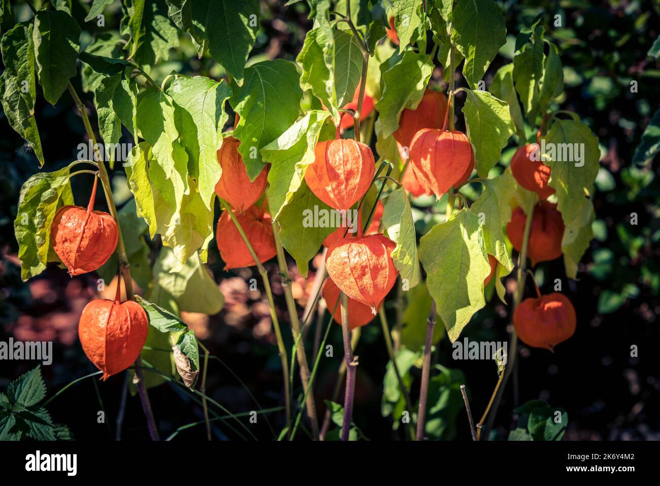 The orange fruit Physalis peruviana Stock Photo - Alamy