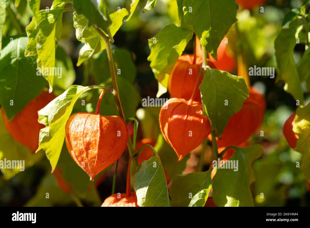 Physalis peruviana growing hi-res stock photography and images - Alamy