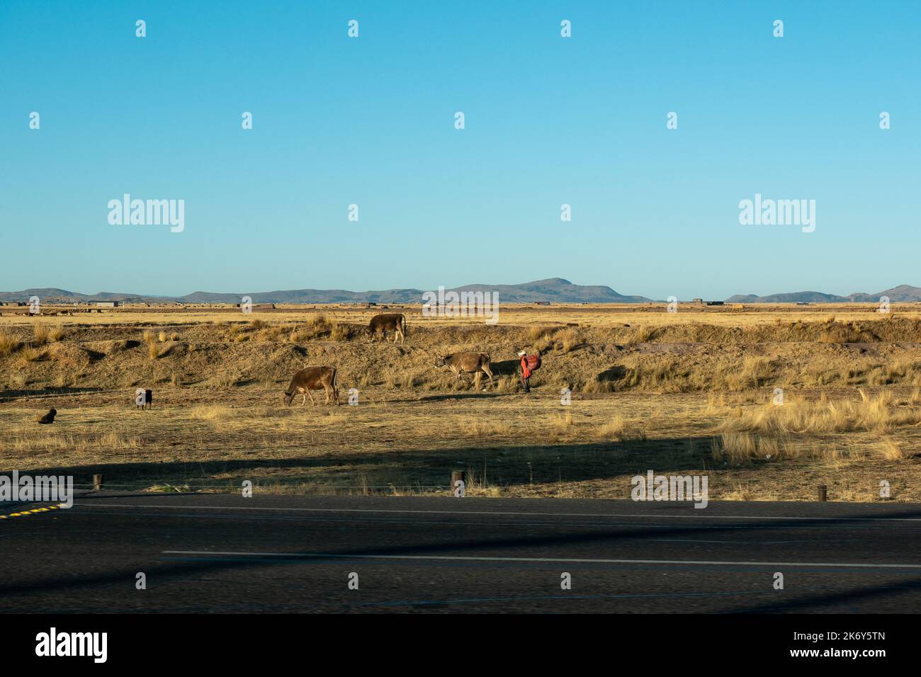 Andean Woman in Traditional Dress Walks with her Cattle in Dry and Arid ...