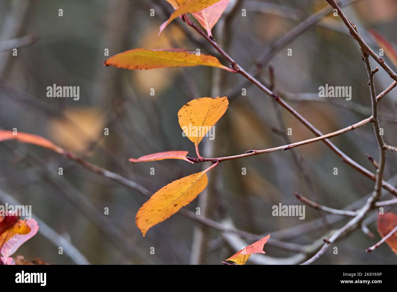 Deep autumn, lonely leaves on the branches of the tree. The background is blurry, bokeh. The ...