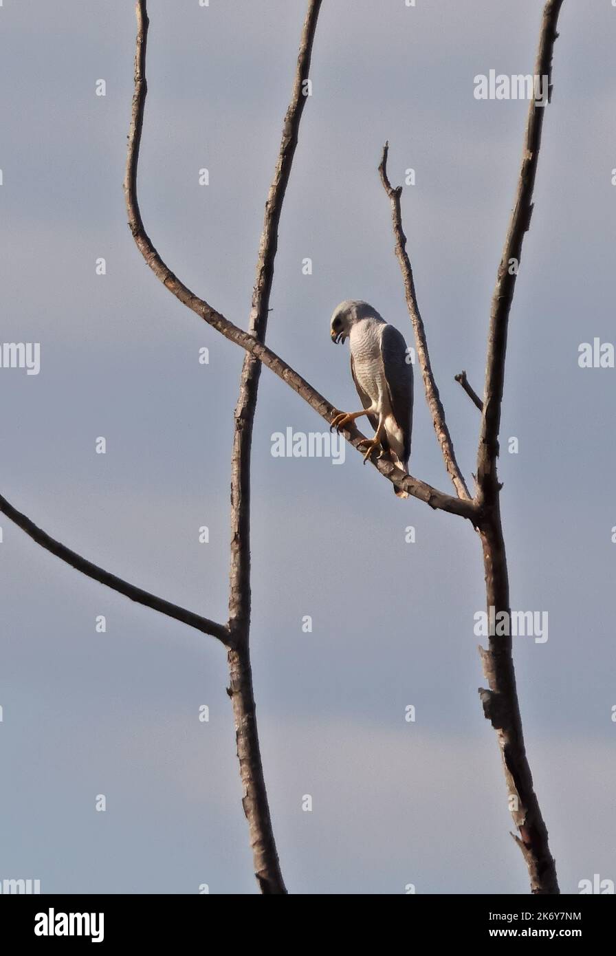 Grey-lined Hawk (Bureo nitidus pallidus) adult perched in dead tree ...