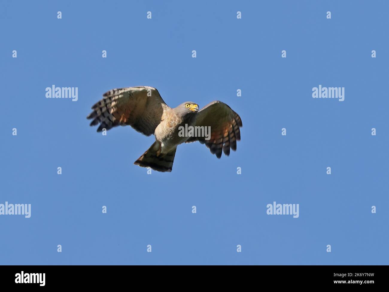 Roadside Hawk (Rupornis magnirostris) adult in flight Rio Azul, Brazil ...