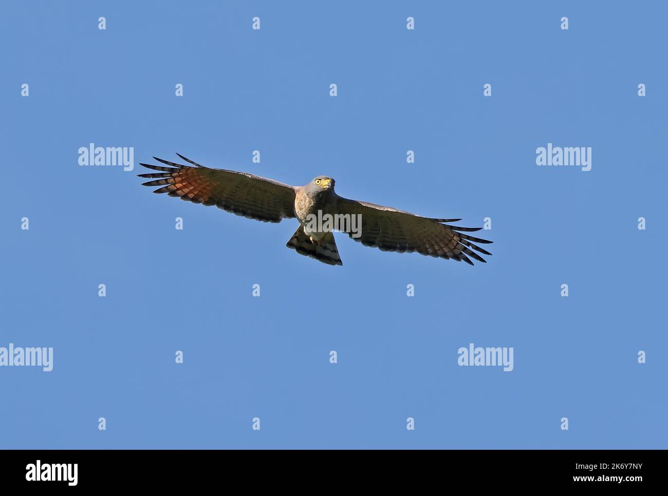 Flying roadside hawk hi-res stock photography and images - Alamy