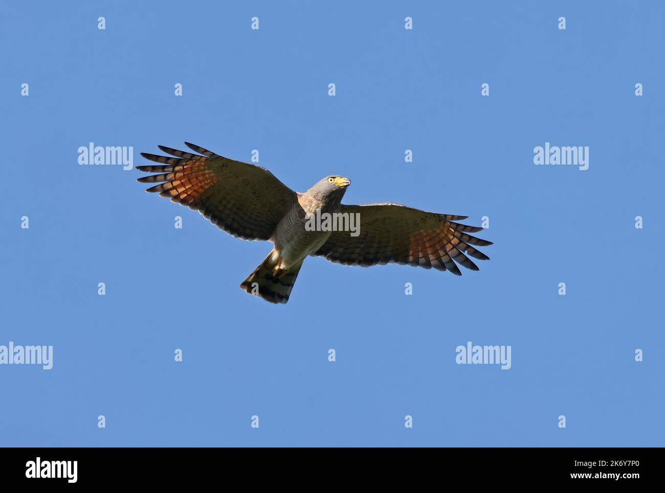 Flying roadside hawk hi-res stock photography and images - Alamy