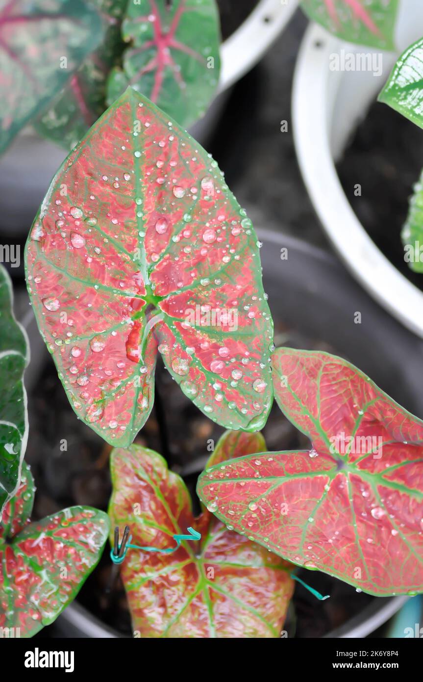 Caladium, Caladium Bicolor Vent or Caladium bicolor or pink caladium or ...