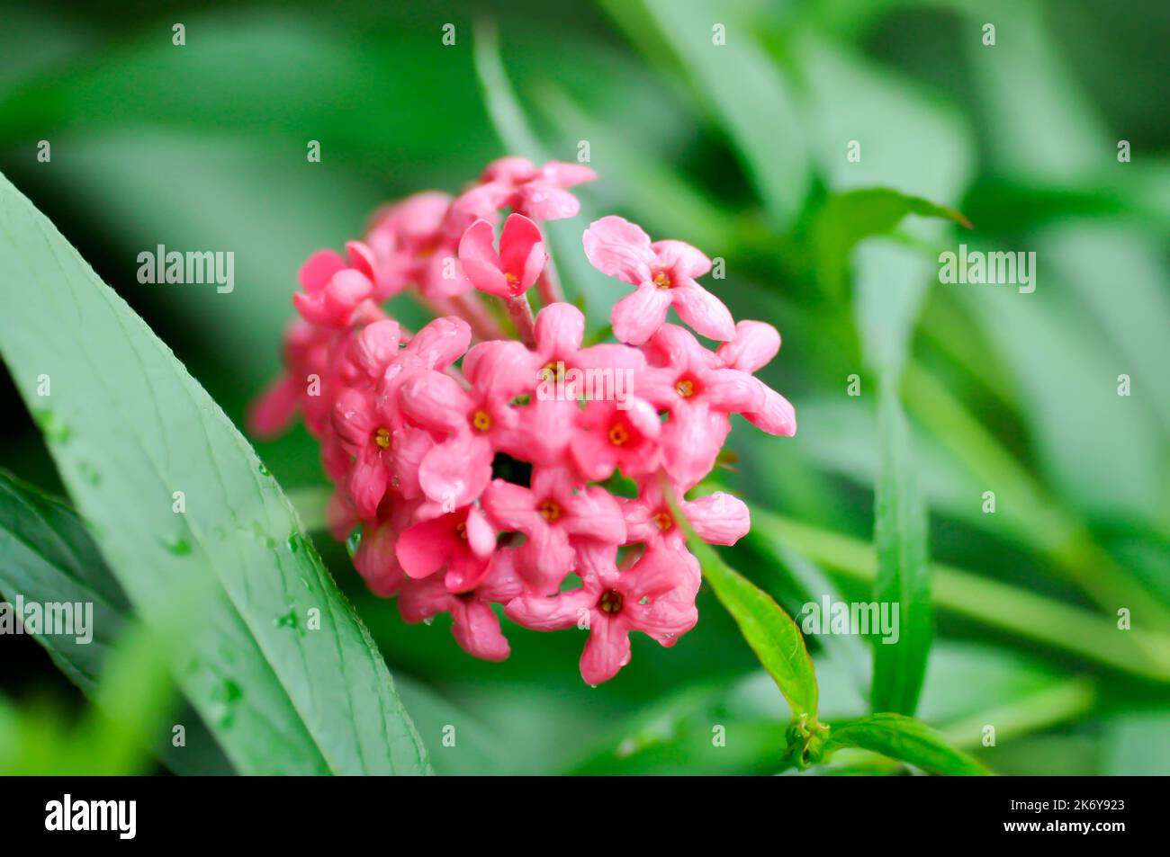 Panama rose flower hi-res stock photography and images - Alamy