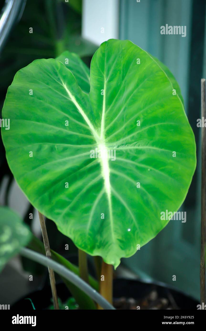 colocasia nancys revenge, colocasia or Colocasia bicolor plant Stock ...
