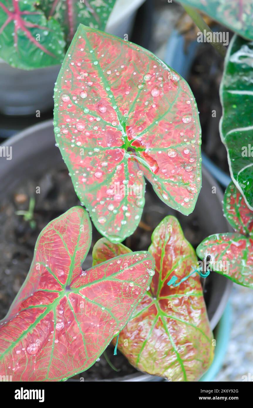 Caladium, Caladium Bicolor Vent or Caladium bicolor or pink caladium or ...
