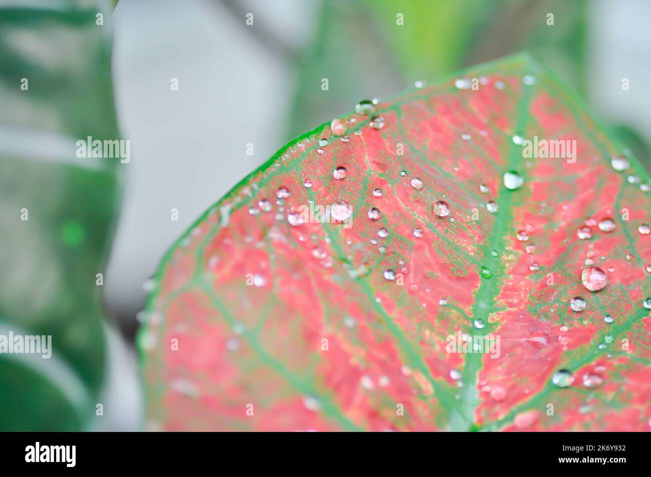 Caladium, Caladium Bicolor Vent or Caladium bicolor or pink caladium or ...
