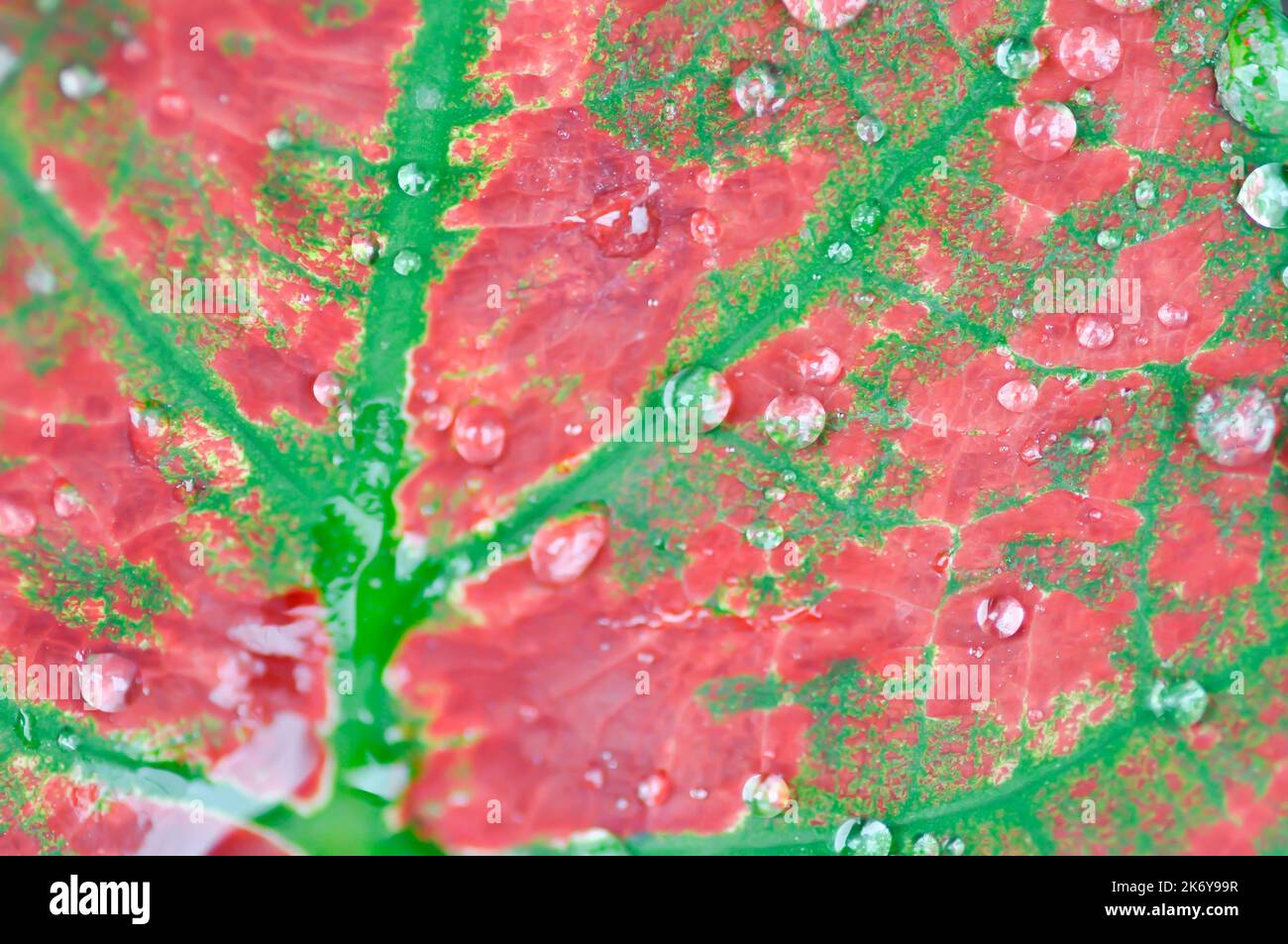 Caladium, Caladium Bicolor Vent or Caladium bicolor or pink caladium or ...