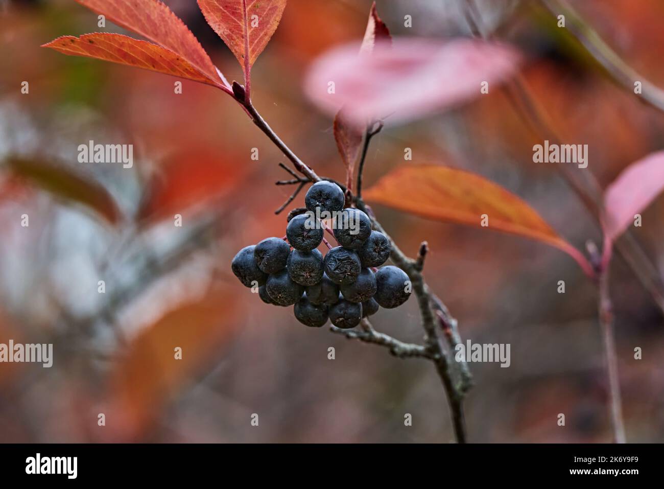 Autumn, the berries of the black-fruited mountain ash hang in clusters ...