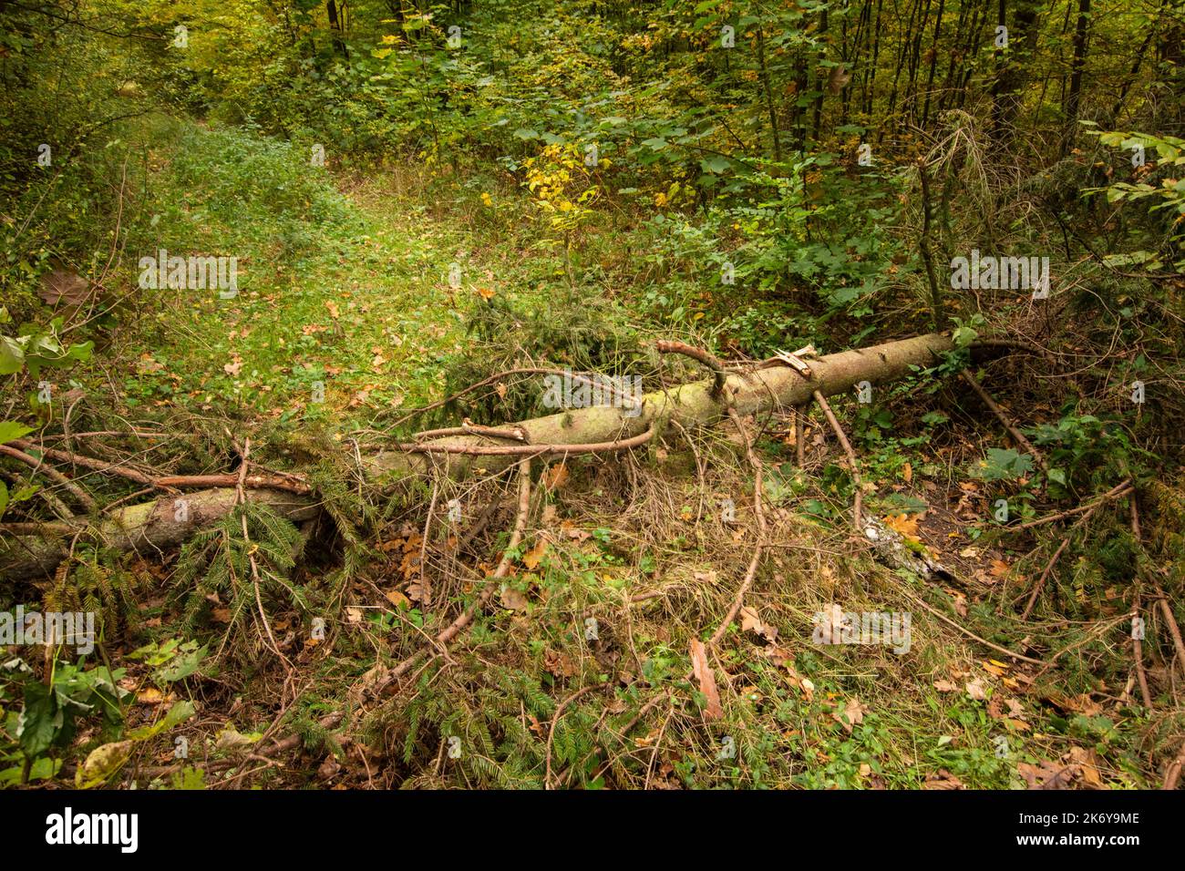 A forest road on an autumn day is fenced off with a pine windbreak ...