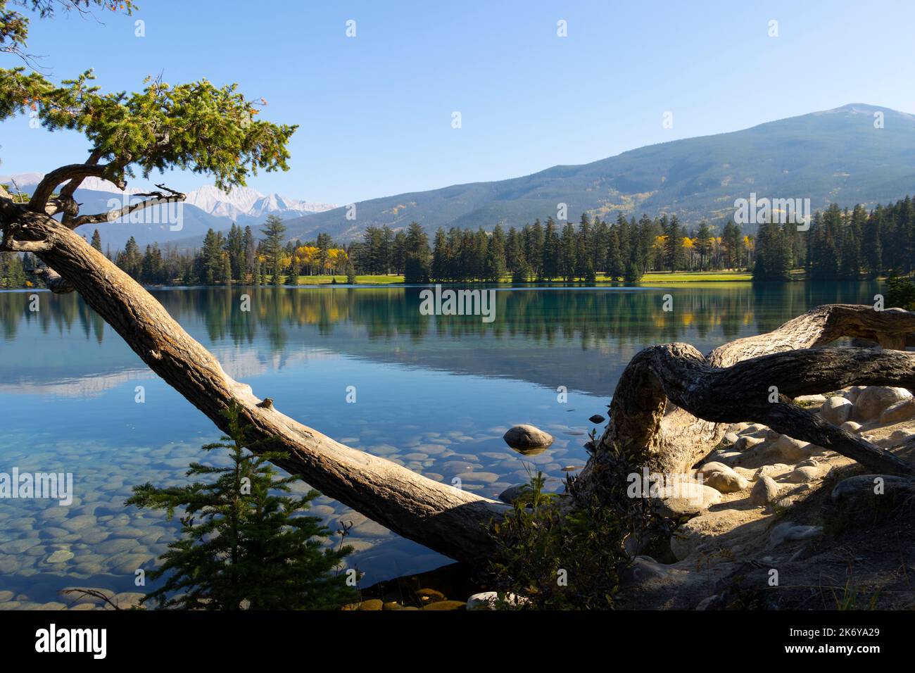 side ways tree reaching out over the water with mountains in background ...