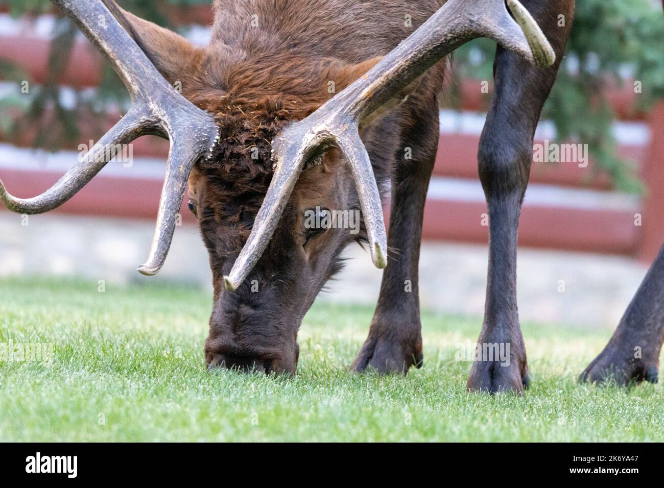 Elk face hi-res stock photography and images - Alamy