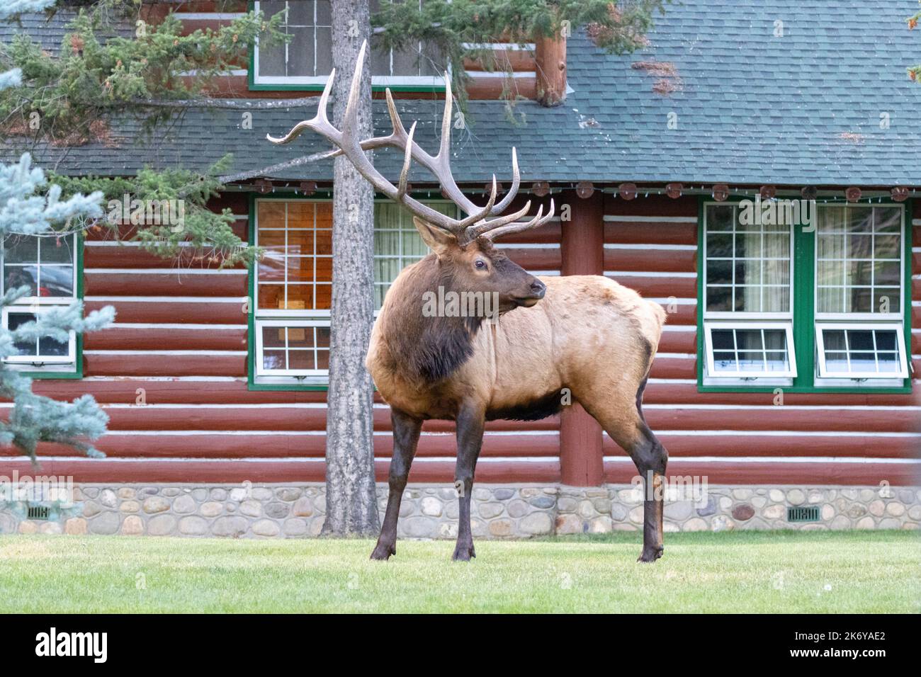 male elk standing in front of log cabin Stock Photo - Alamy