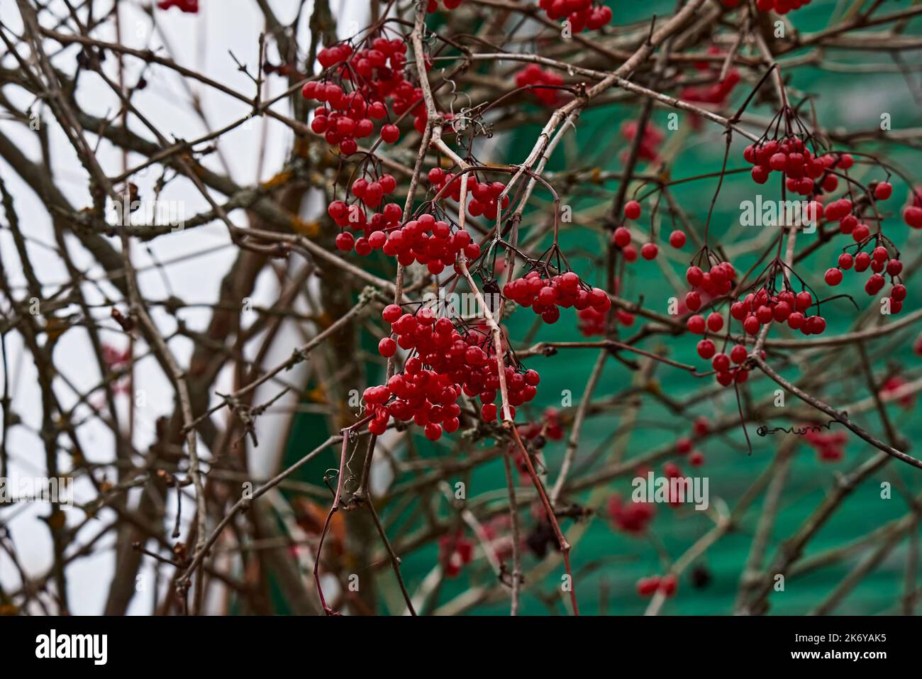 Autumn, viburnum berry hangs in clusters on the branches. The leaves ...