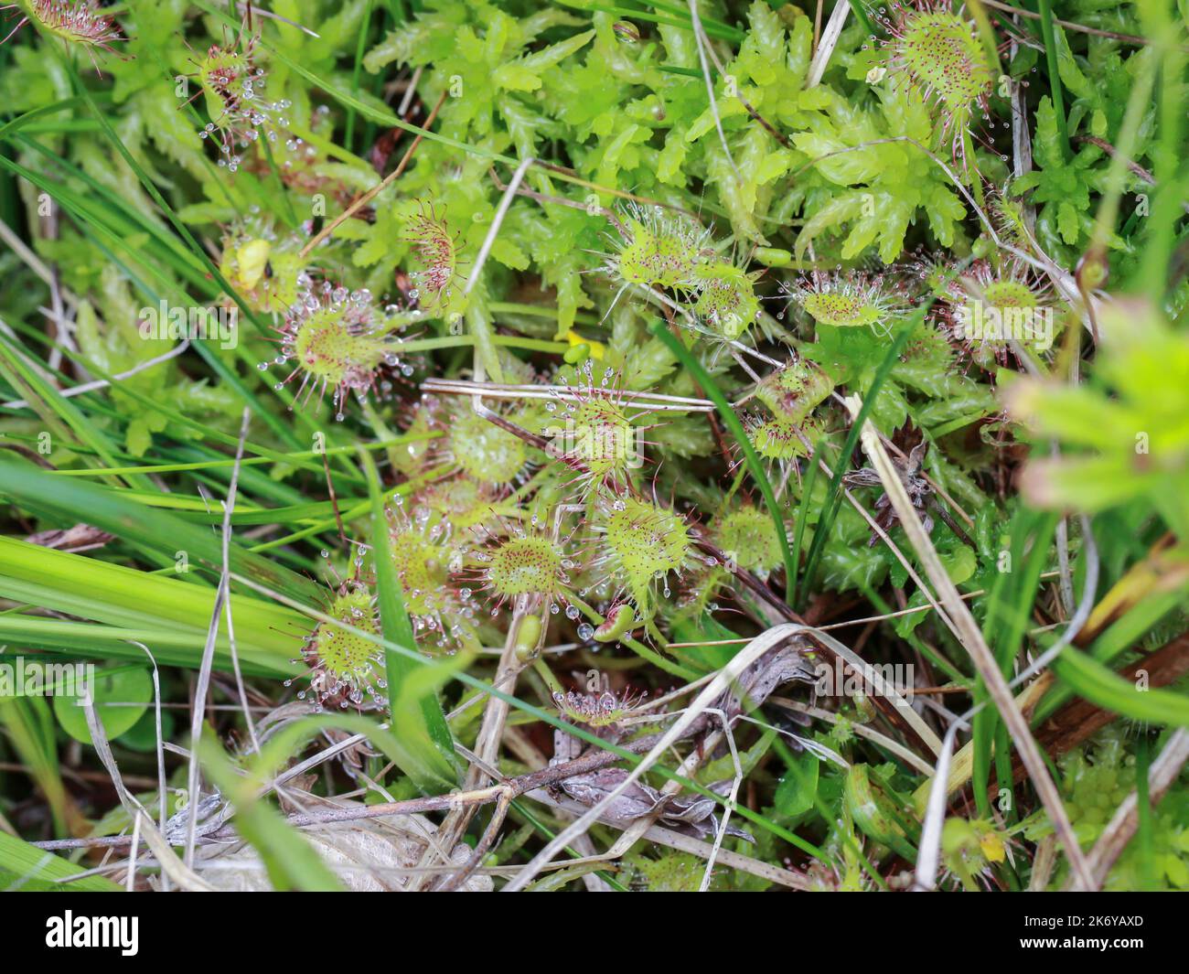 Close up leaves of the round-leaved sundew (latin name: Drosera ...