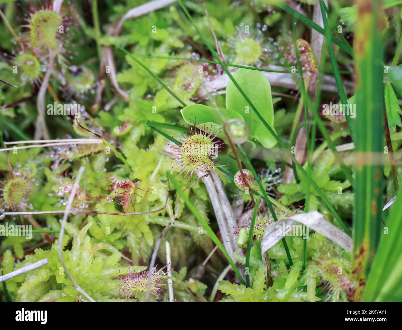 Close up leaves of the round-leaved sundew (latin name: Drosera ...