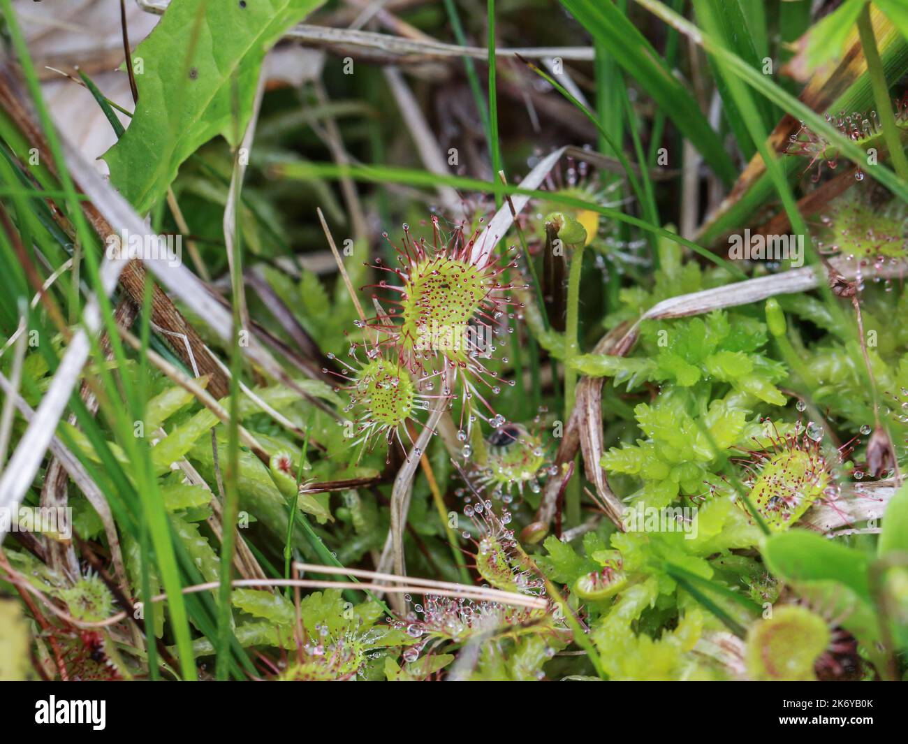Close up leaves of the round-leaved sundew (latin name: Drosera ...
