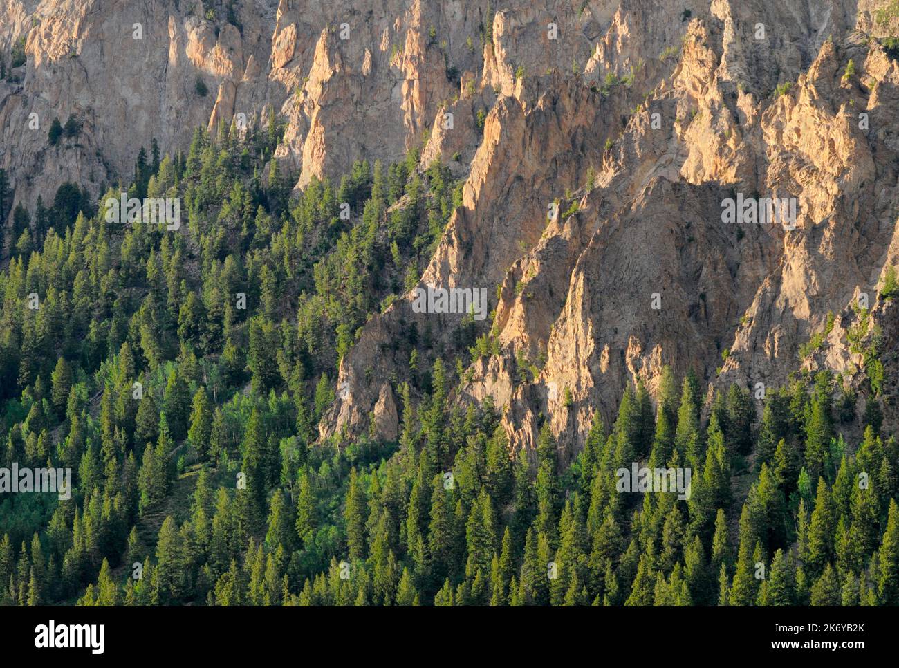 Timberline on the side of a mountain Stock Photo - Alamy