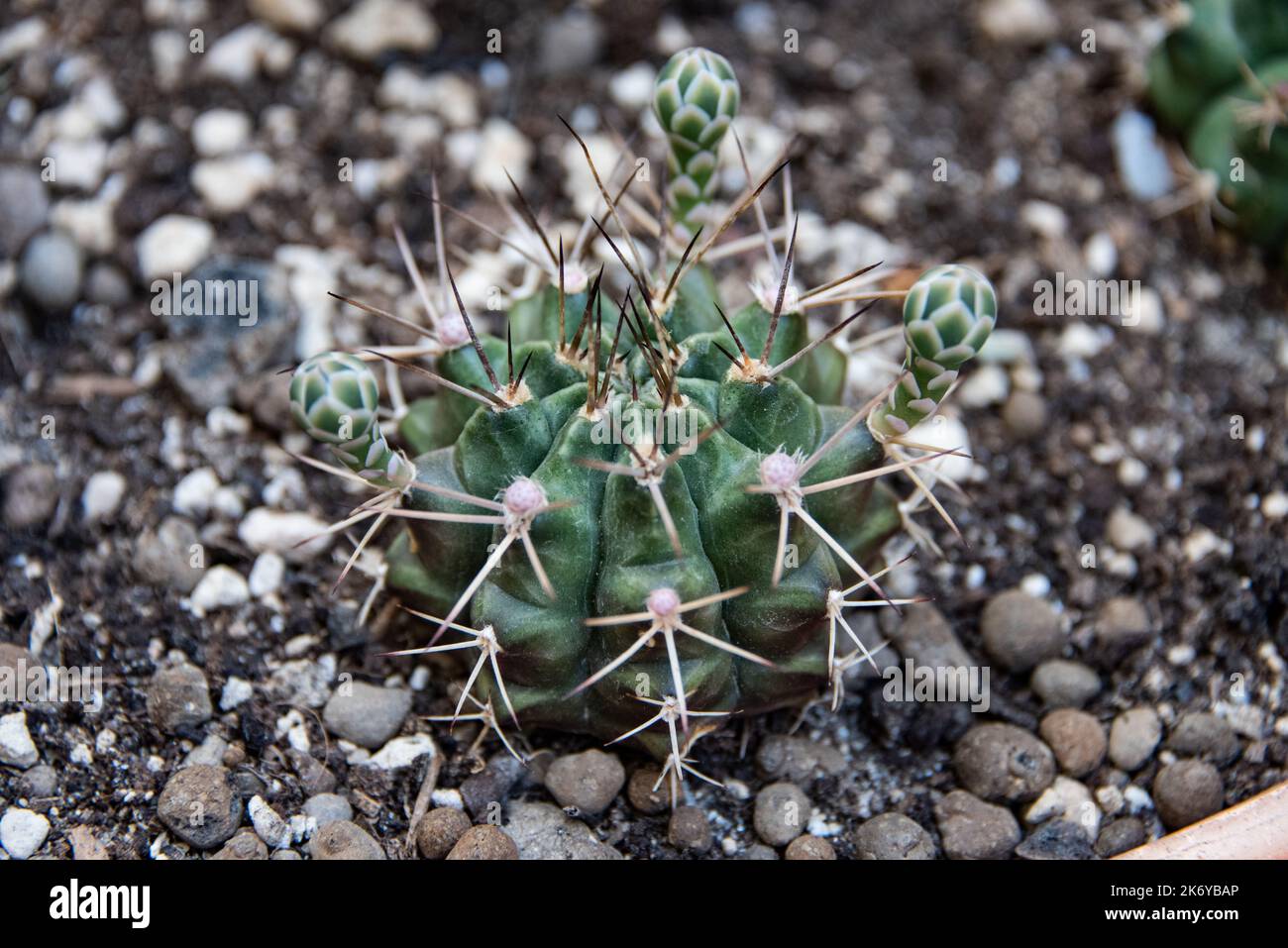 Cactus, cactacee, plants Stock Photo - Alamy