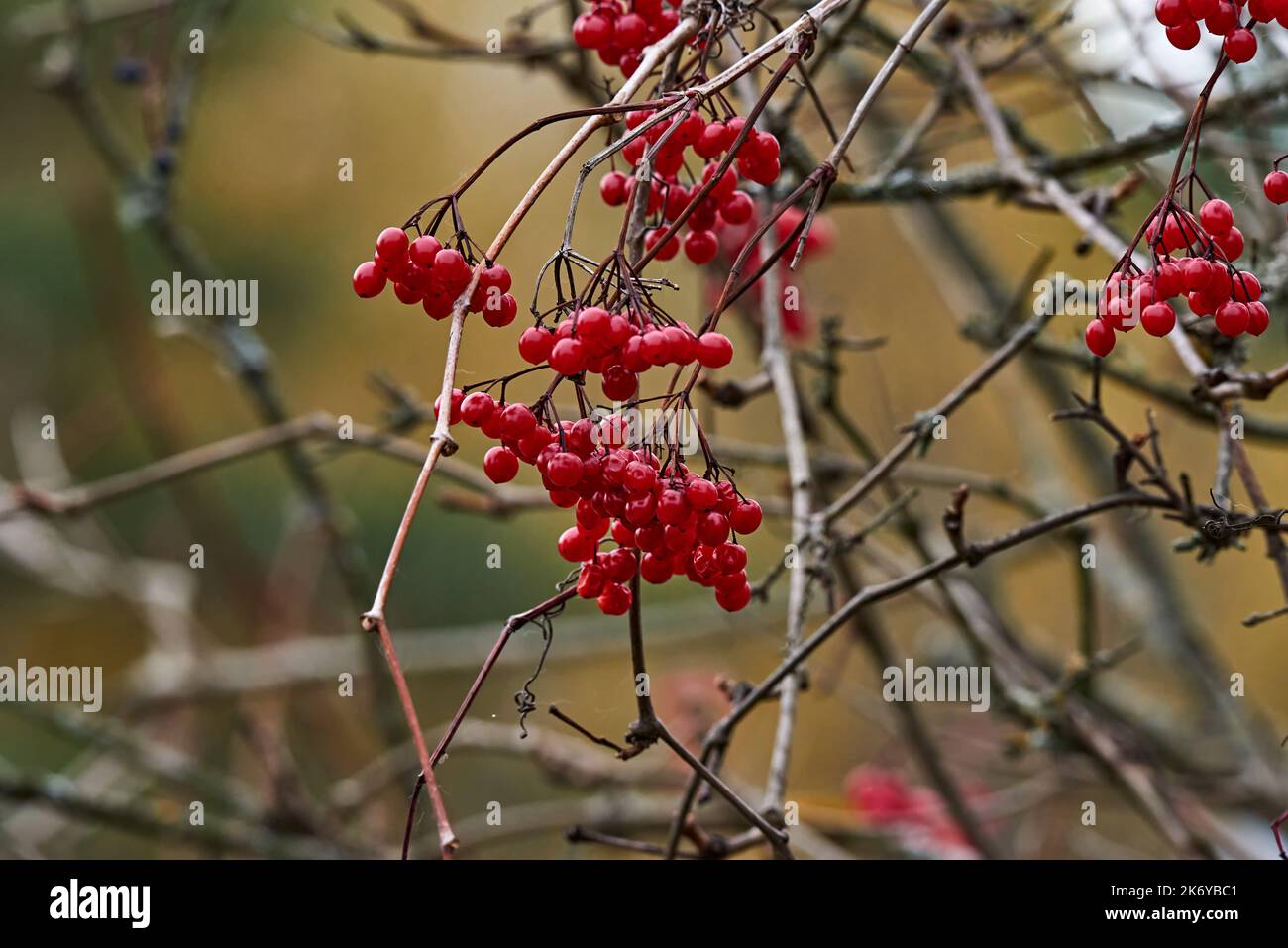 Autumn, viburnum berry hangs in clusters on the branches. The leaves ...