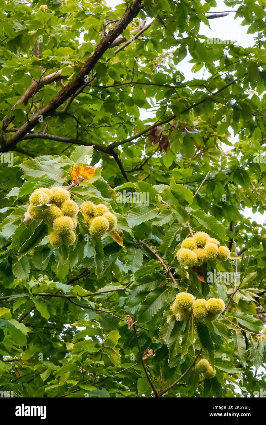 A chestnut tree with hanging unripened chestnuts Stock Photo - Alamy