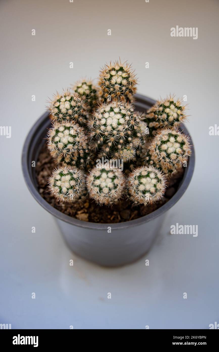 Cactus, cactacee, plants Stock Photo - Alamy