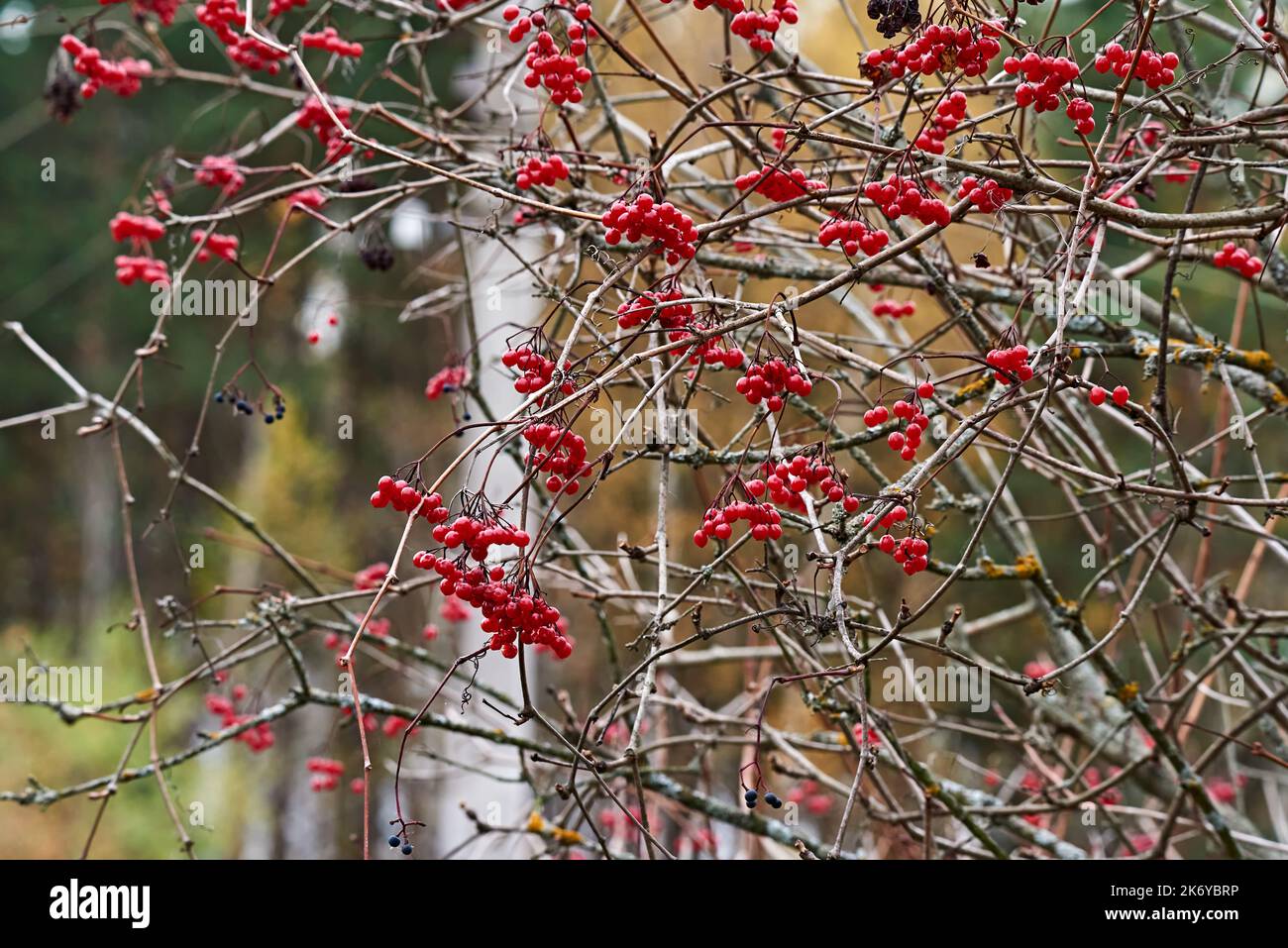 Autumn, viburnum berry hangs in clusters on the branches. The leaves ...