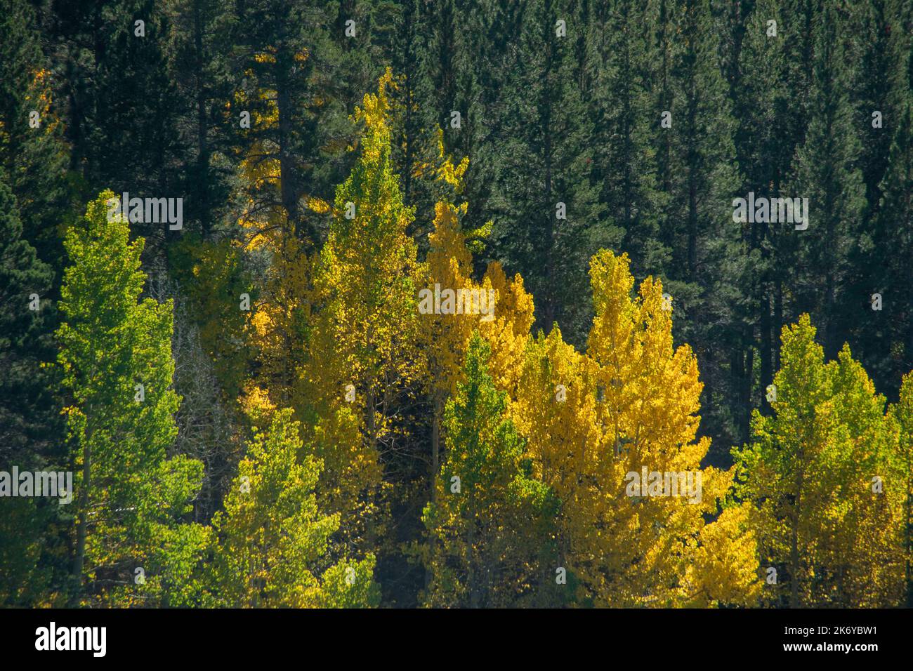Fall colors pop in the eastern Sierra of Mono County, CA, such as these ...