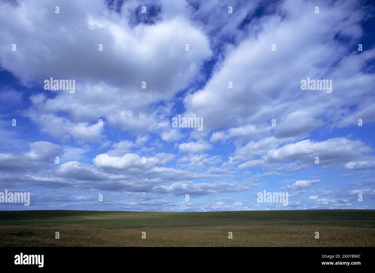 Wheat field in Saskatchewan, Canada Stock Photo - Alamy
