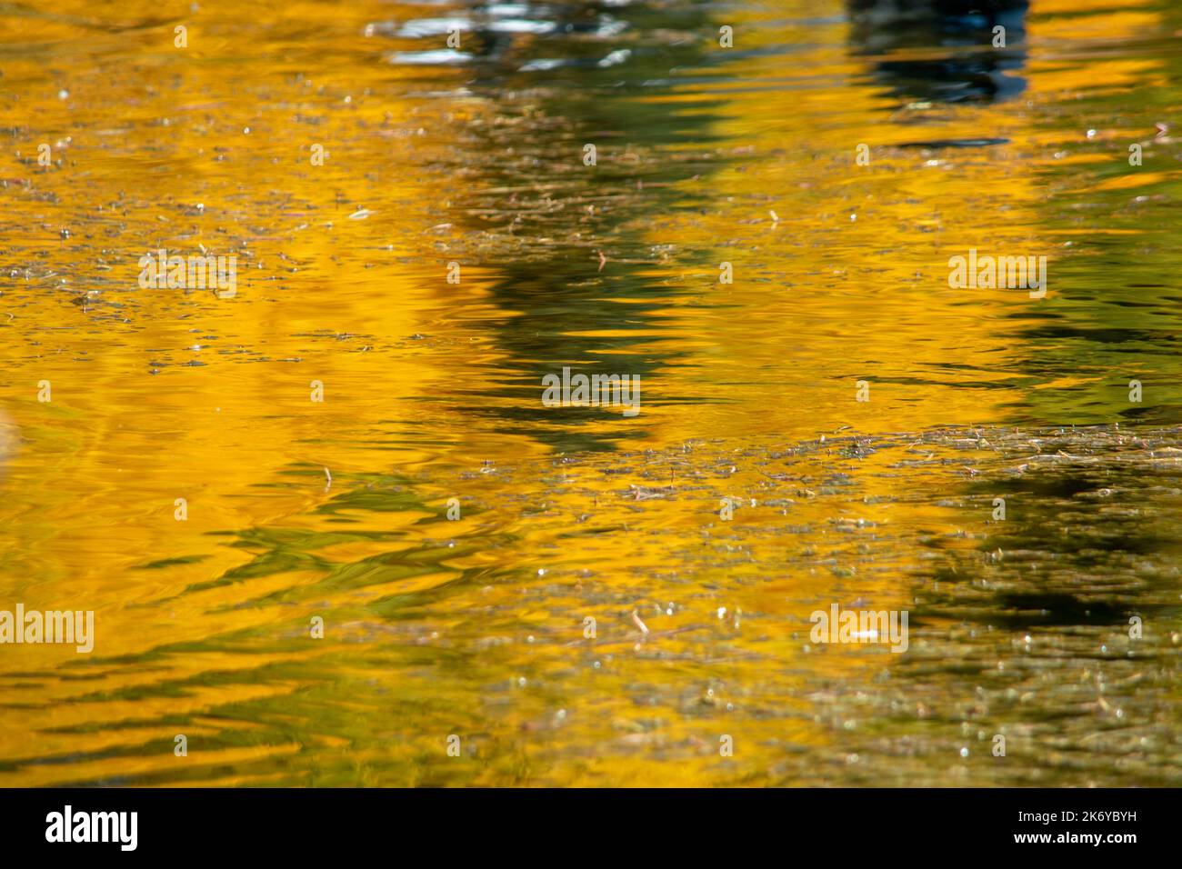 Fall colors pop in the eastern Sierra of Mono County, CA, such as these ...