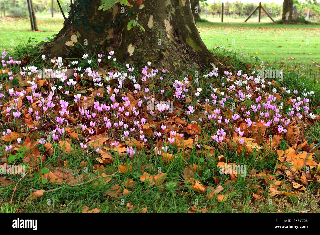 Sunlight on tiny pink Cyclamen flowers Stock Photo - Alamy