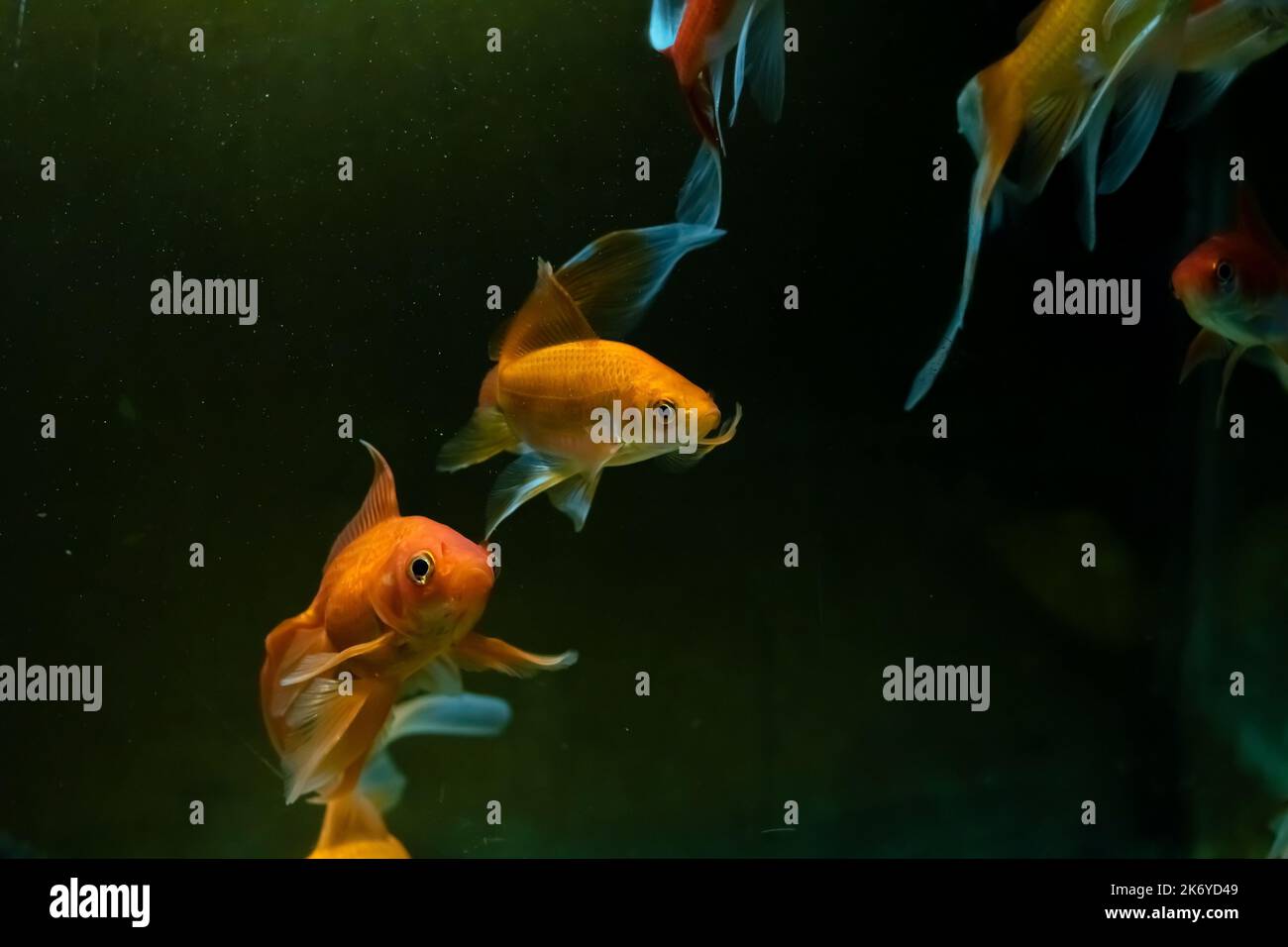 Two goldfish swim in dark water close up Stock Photo - Alamy