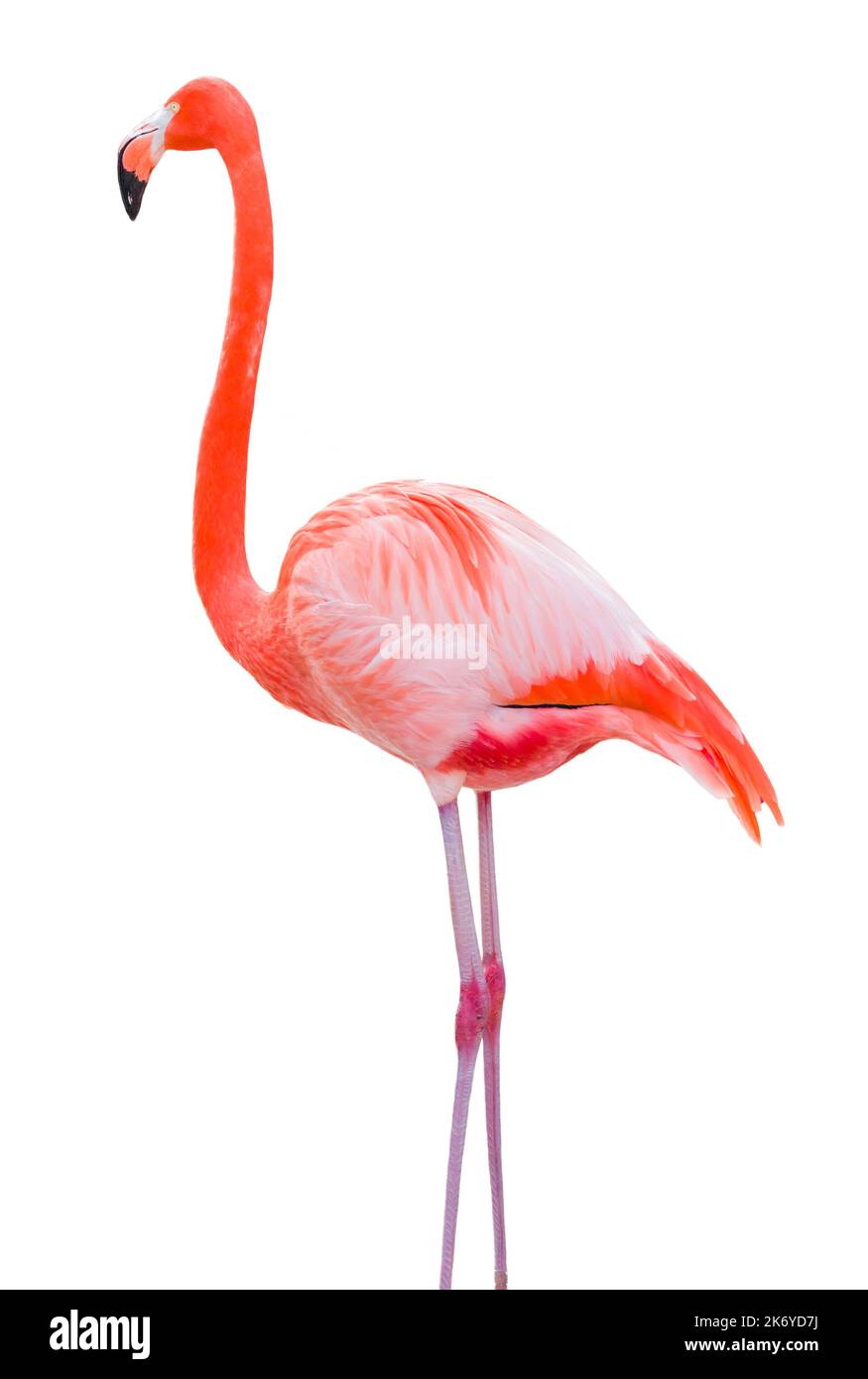 Beautiful Flamingo Isolated on White Background Stock Photo - Alamy