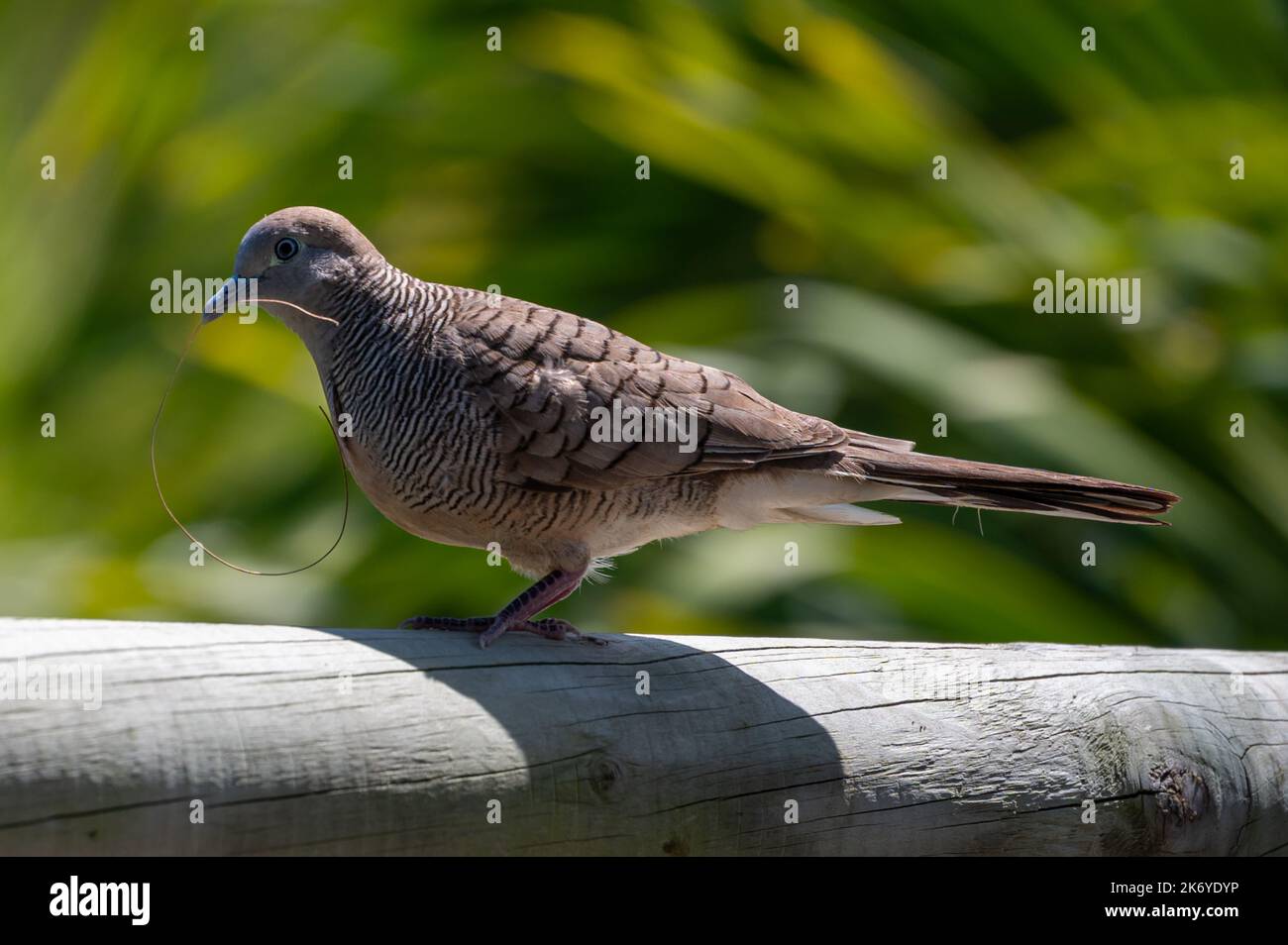 Zebra dove, Geopelia striata, collecting twigs to build nest amongst ...