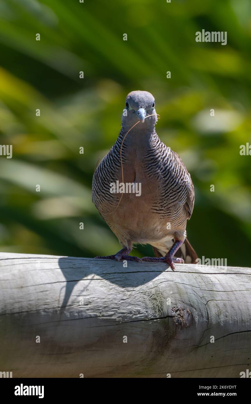 Zebra dove, Geopelia striata, collecting twigs to build nest amongst ...