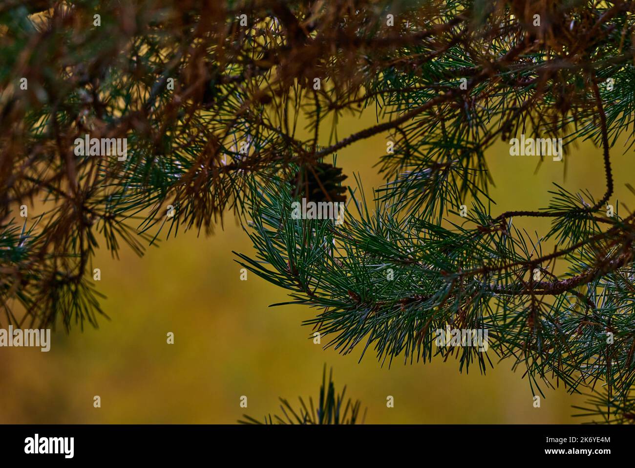 Autumn cloudy day. Pine branches on the background of a yellow ...