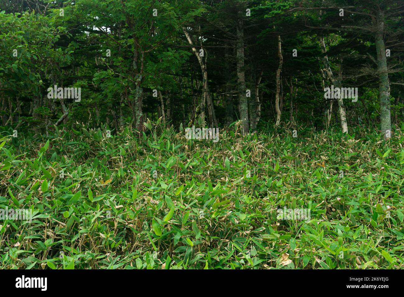 Temperate bamboo forest hi-res stock photography and images - Alamy