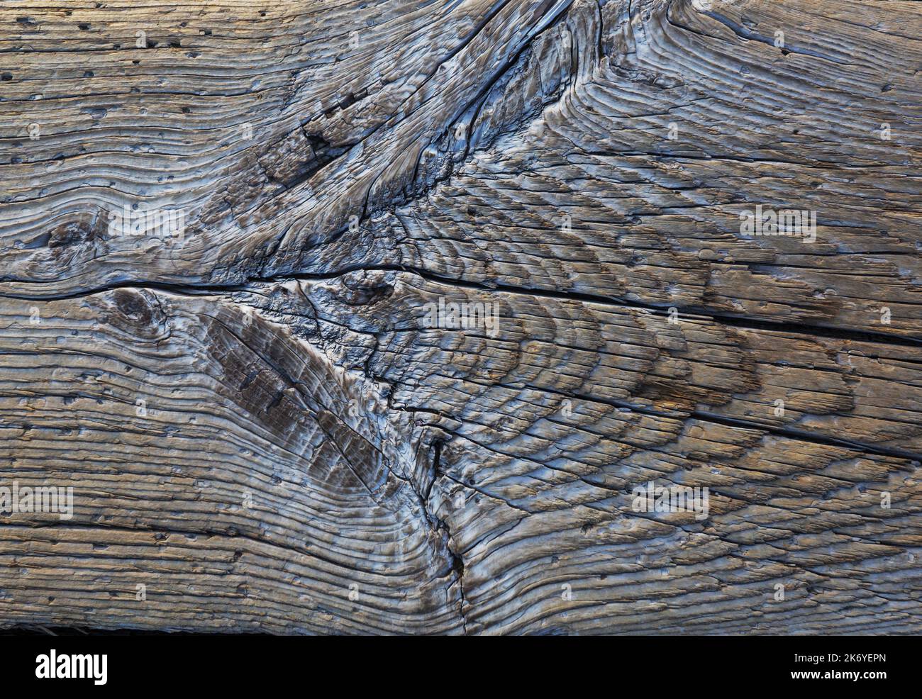 Brown wood texture background, araucaria cortex Stock Photo - Alamy