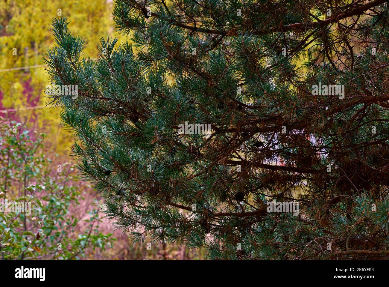 Autumn cloudy day. Pine branches on the background of a yellow ...
