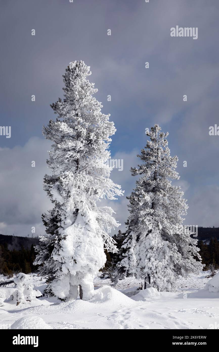 Yellowstone forest snow hi-res stock photography and images - Alamy