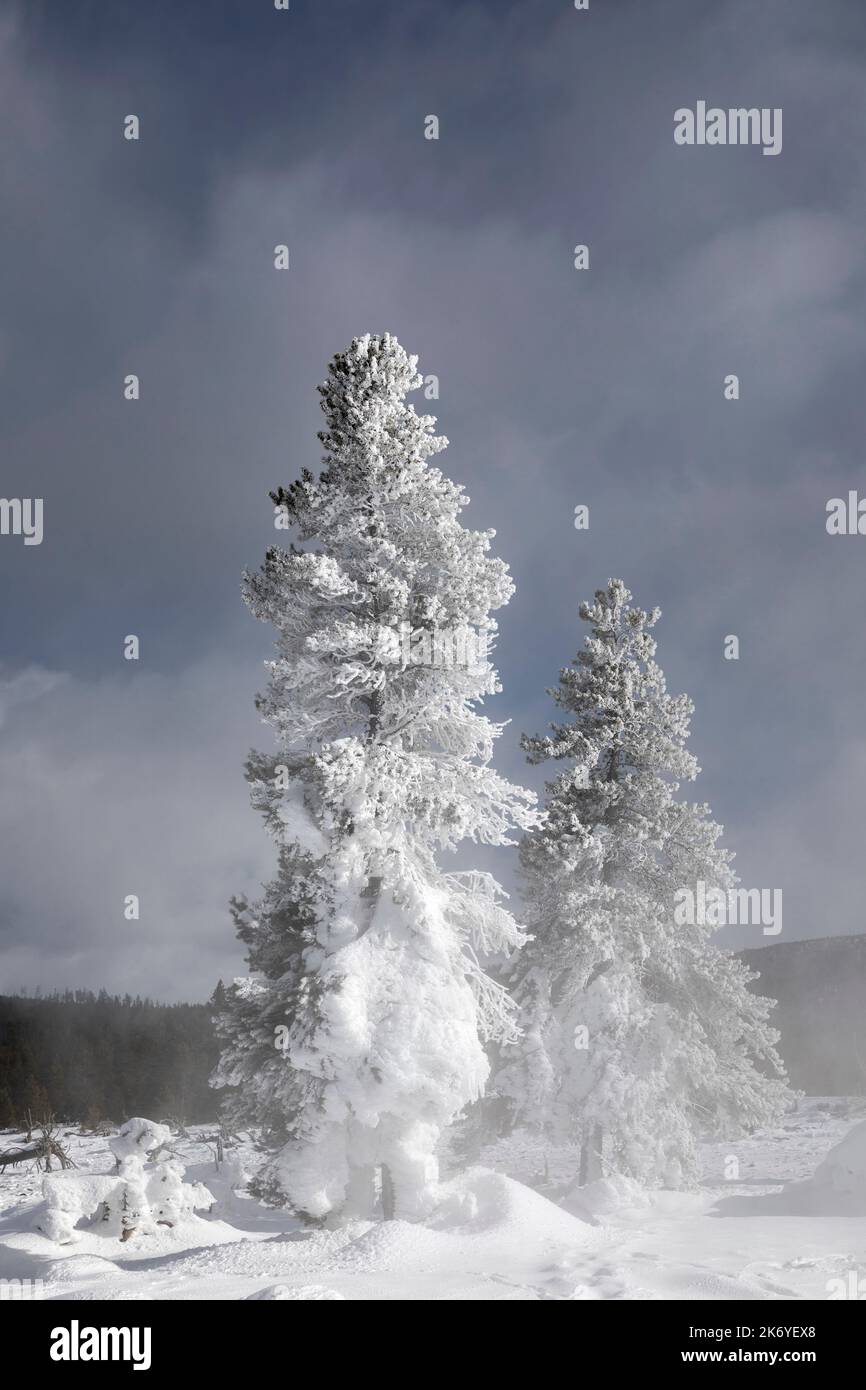 Geyser yellowstone snow hi-res stock photography and images - Alamy