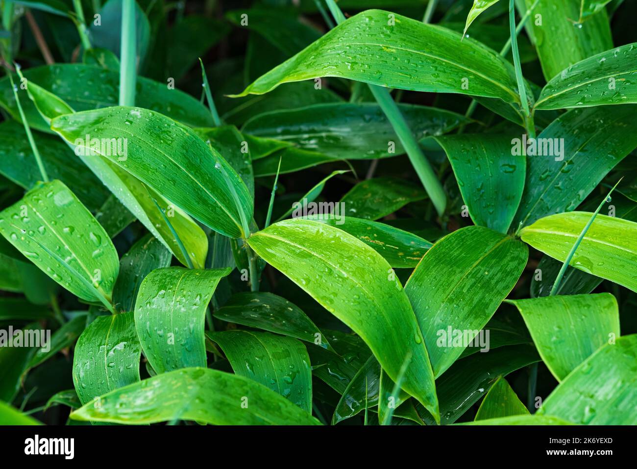 Wet bamboo leaves with rain water hi-res stock photography and images ...