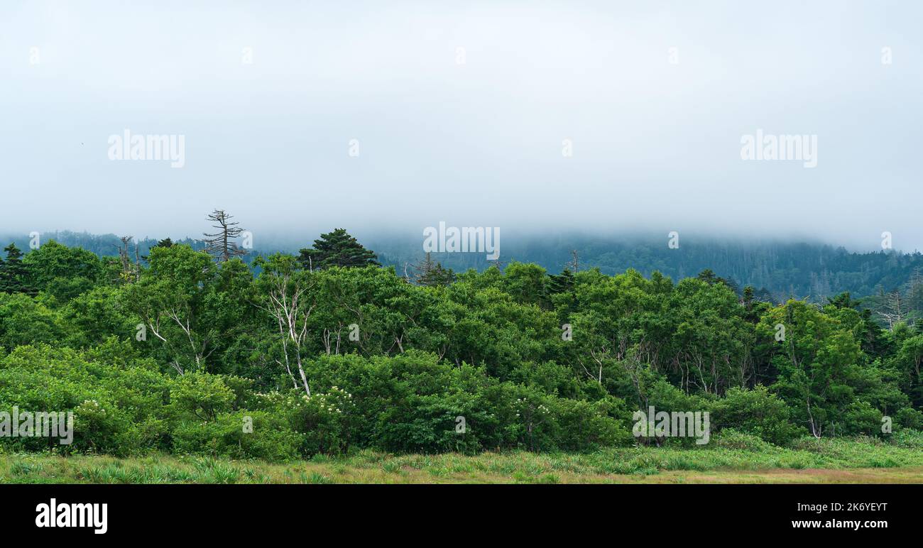 foggy forest landscape of Kunashir island with cloud-covered volcano in ...