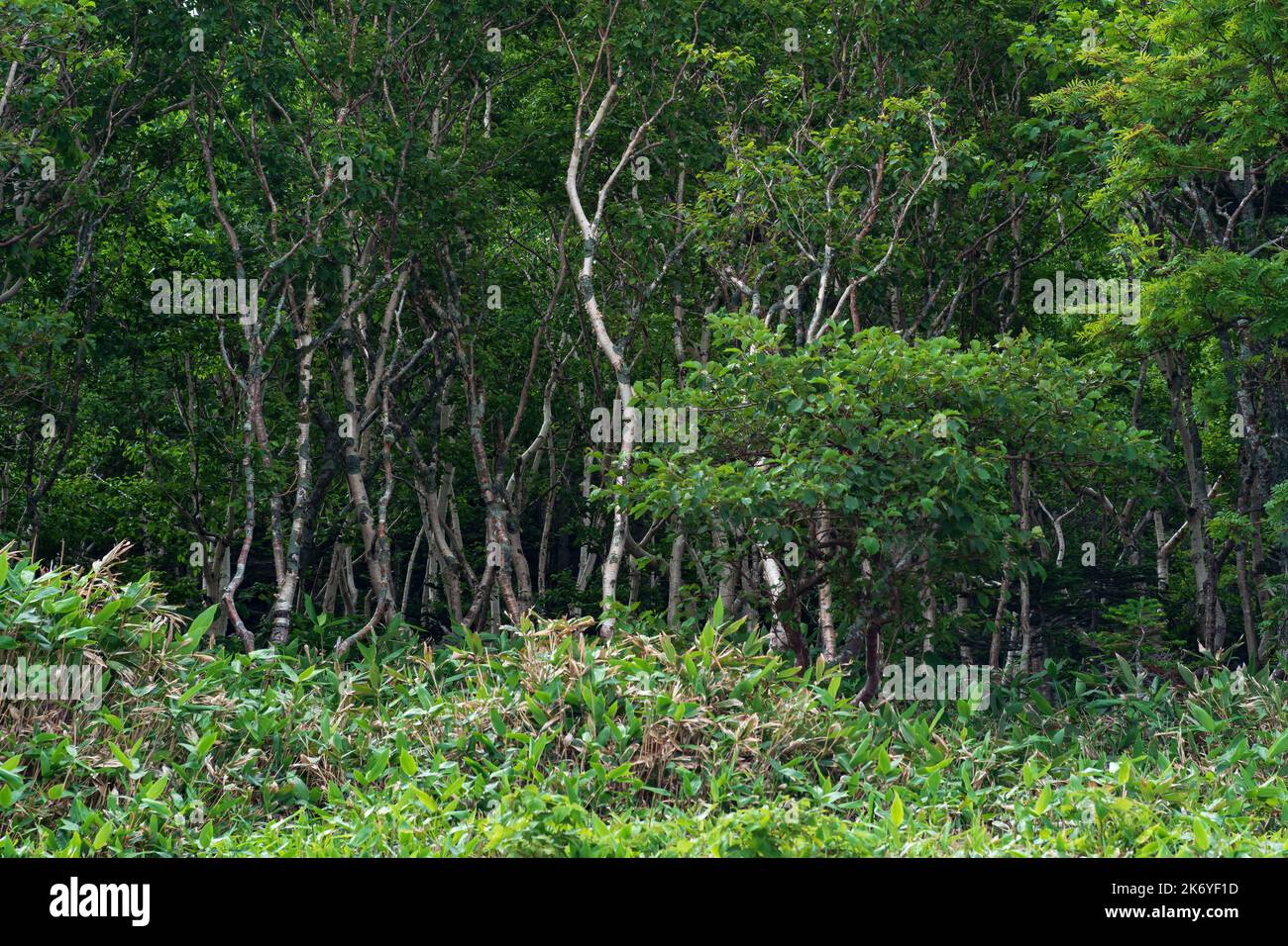 forest landscape of the island of Kunashir, twisted trees and ...